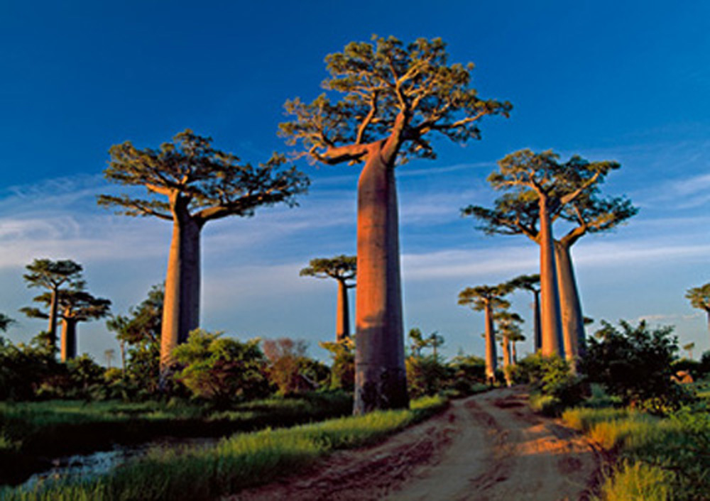 Marent, Thomas - Giclee-Druck - Baobab Tree, 289,29