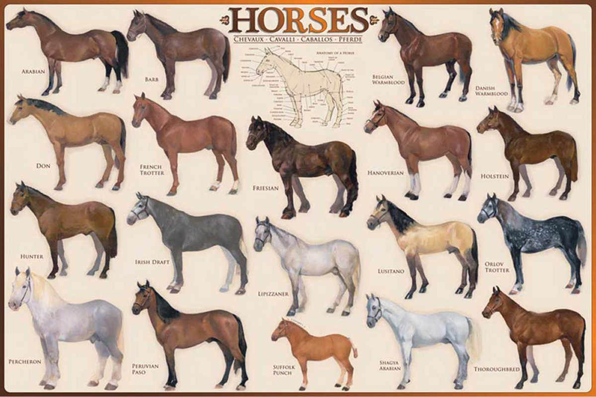 Educational - Bildung - Poster - Horses Pferde, 17,48